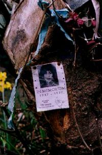 Bolan Tree Bulbs Flowers